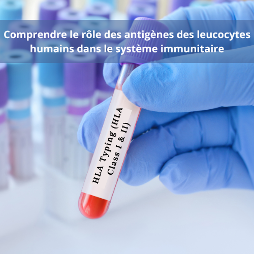 Comprendre le rôle de l'HLA dans le système immunitaire - Inlog